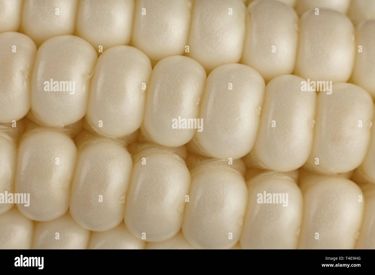 White Sweet corn vegatable closeup corn seeds background Stock Photo ...