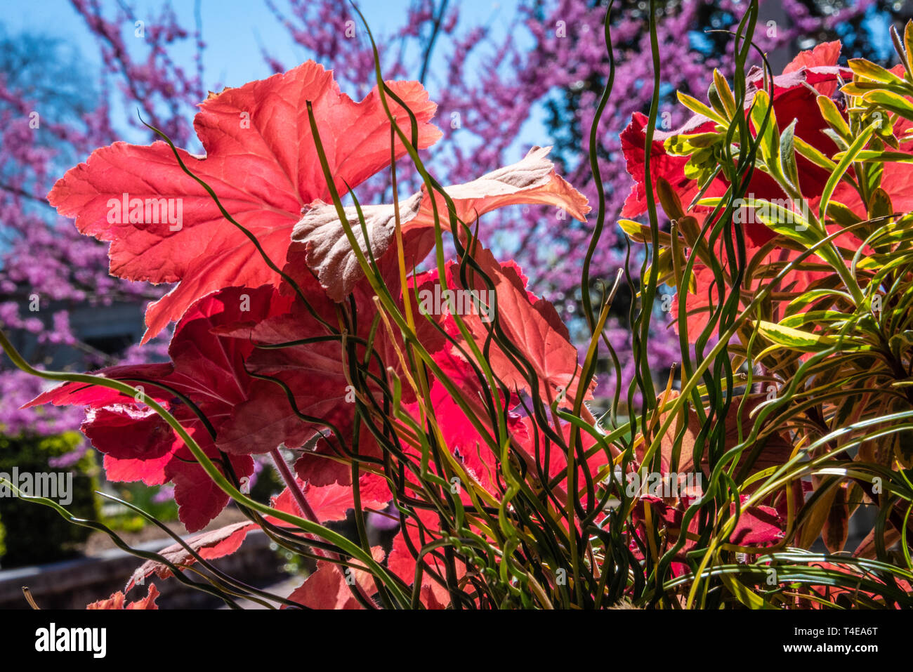 Colorful spring foliage at Historic Oakland Cemetery in Atlanta ...