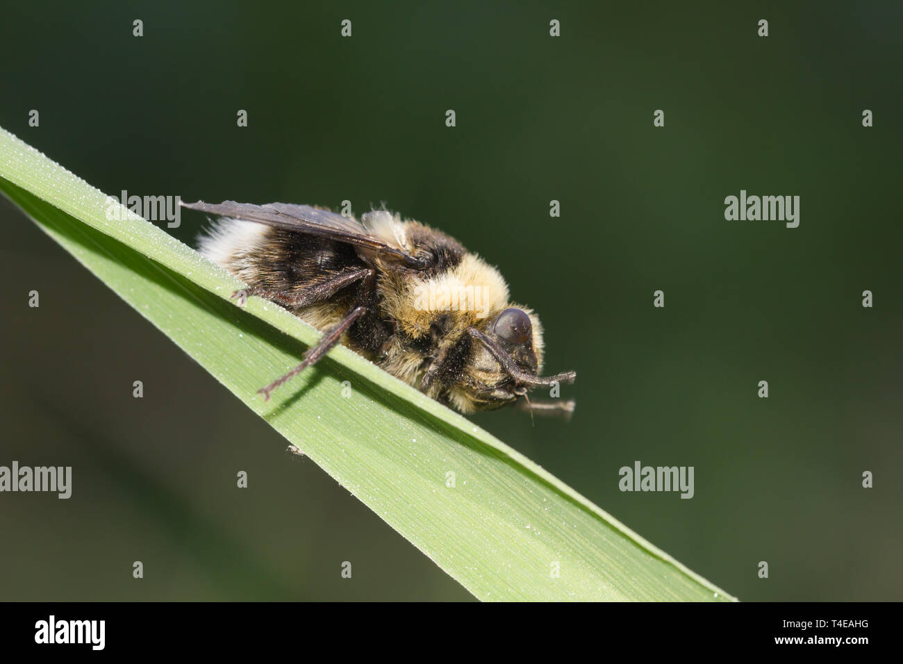 Bot fly hi-res stock photography and images - Alamy