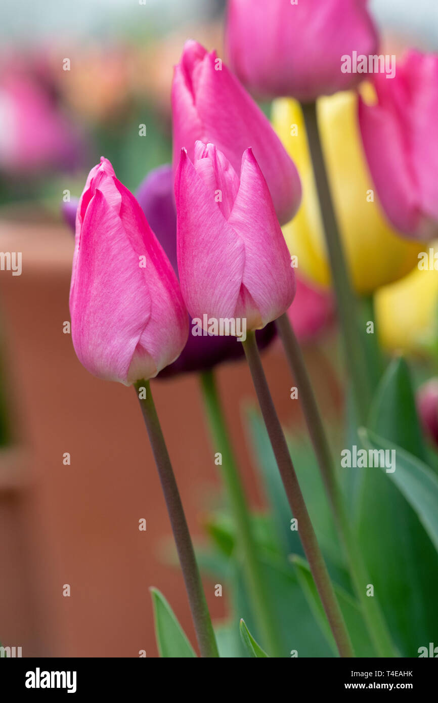 Spring hybrid hi-res stock photography and images - Alamy
