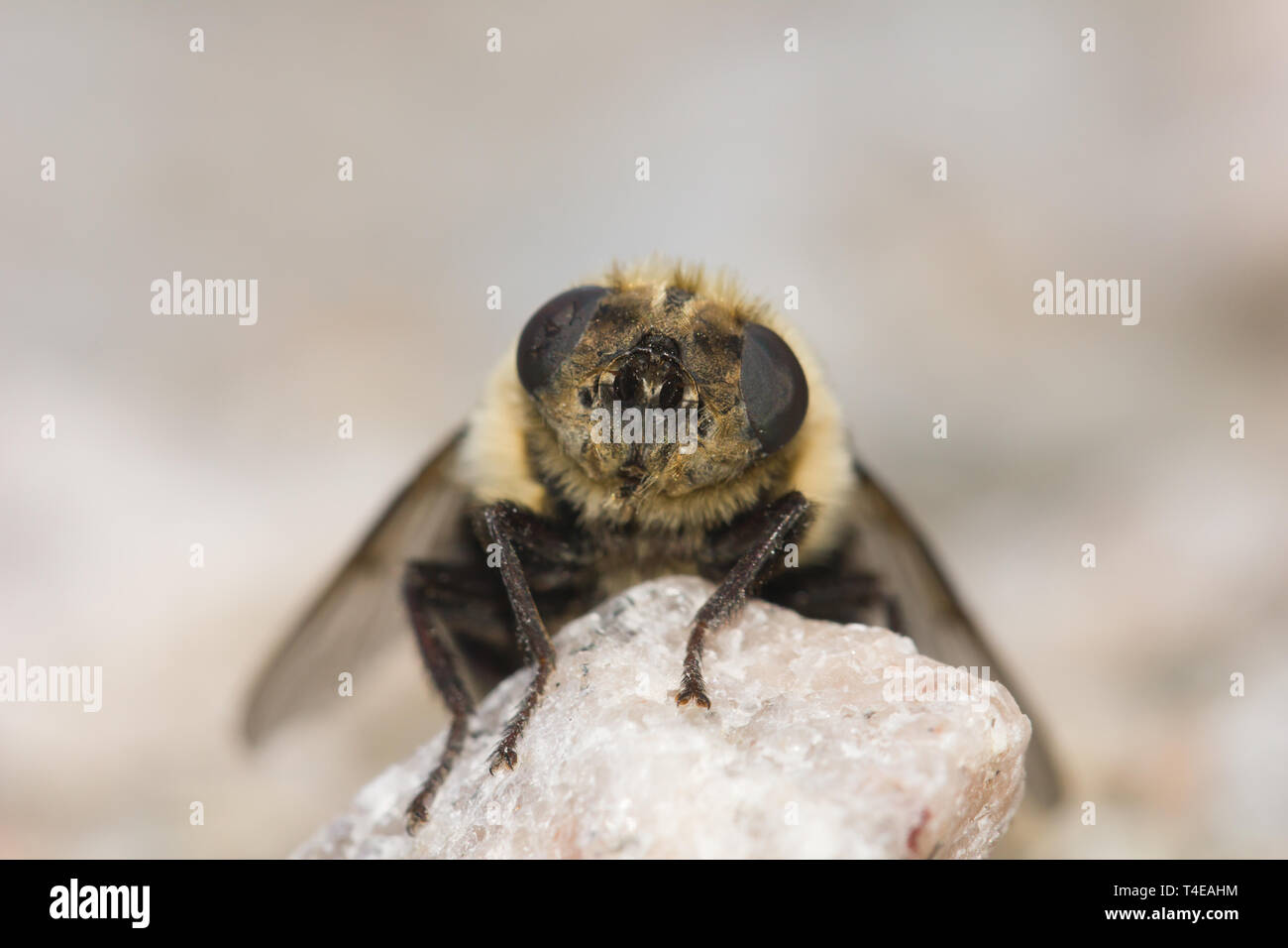 Bot fly hi-res stock photography and images - Alamy