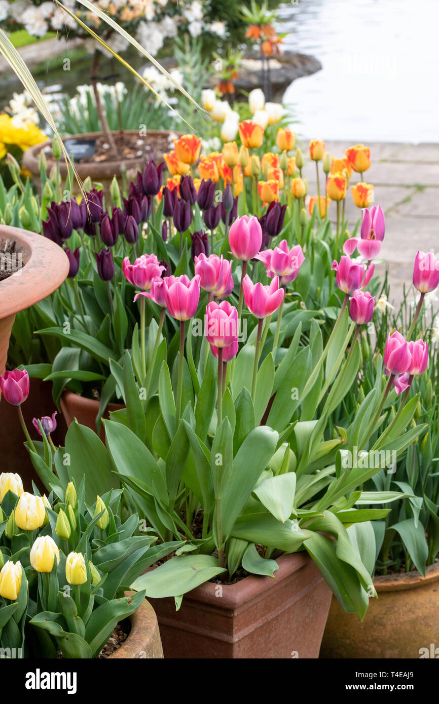 Tulips in container hi-res stock photography and images - Alamy