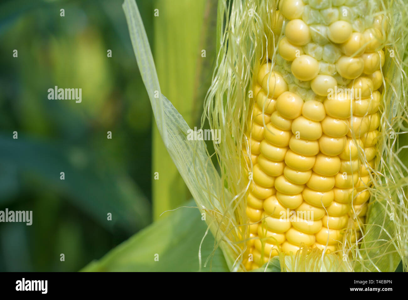 Corn germ oil hi-res stock photography and images - Alamy