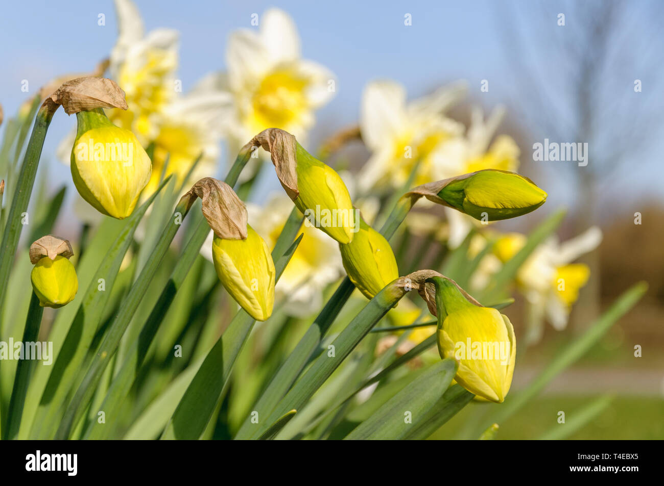 Blue and yellow flower border hi-res stock photography and images - Alamy