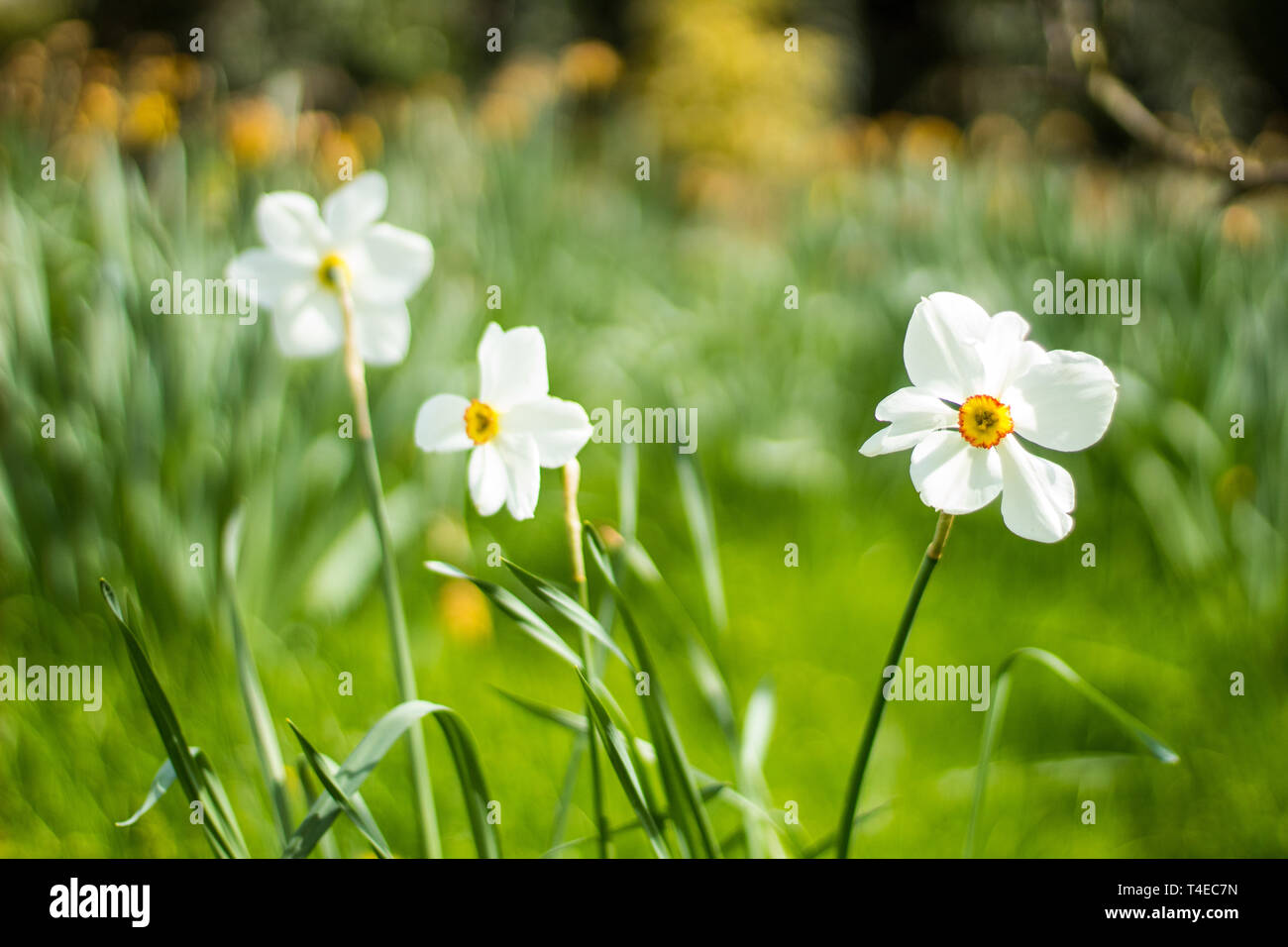 Archway created by leaves Stock Photo - Alamy
