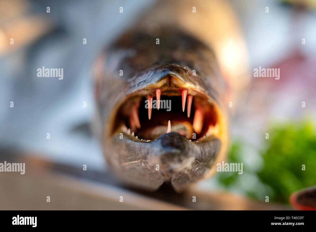 Barracuda Teeth Finding Nemo
