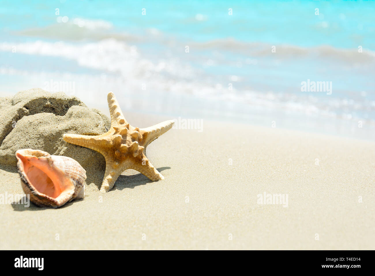 Shells on sandy beach. Tropical background. Travel and relax concept ...