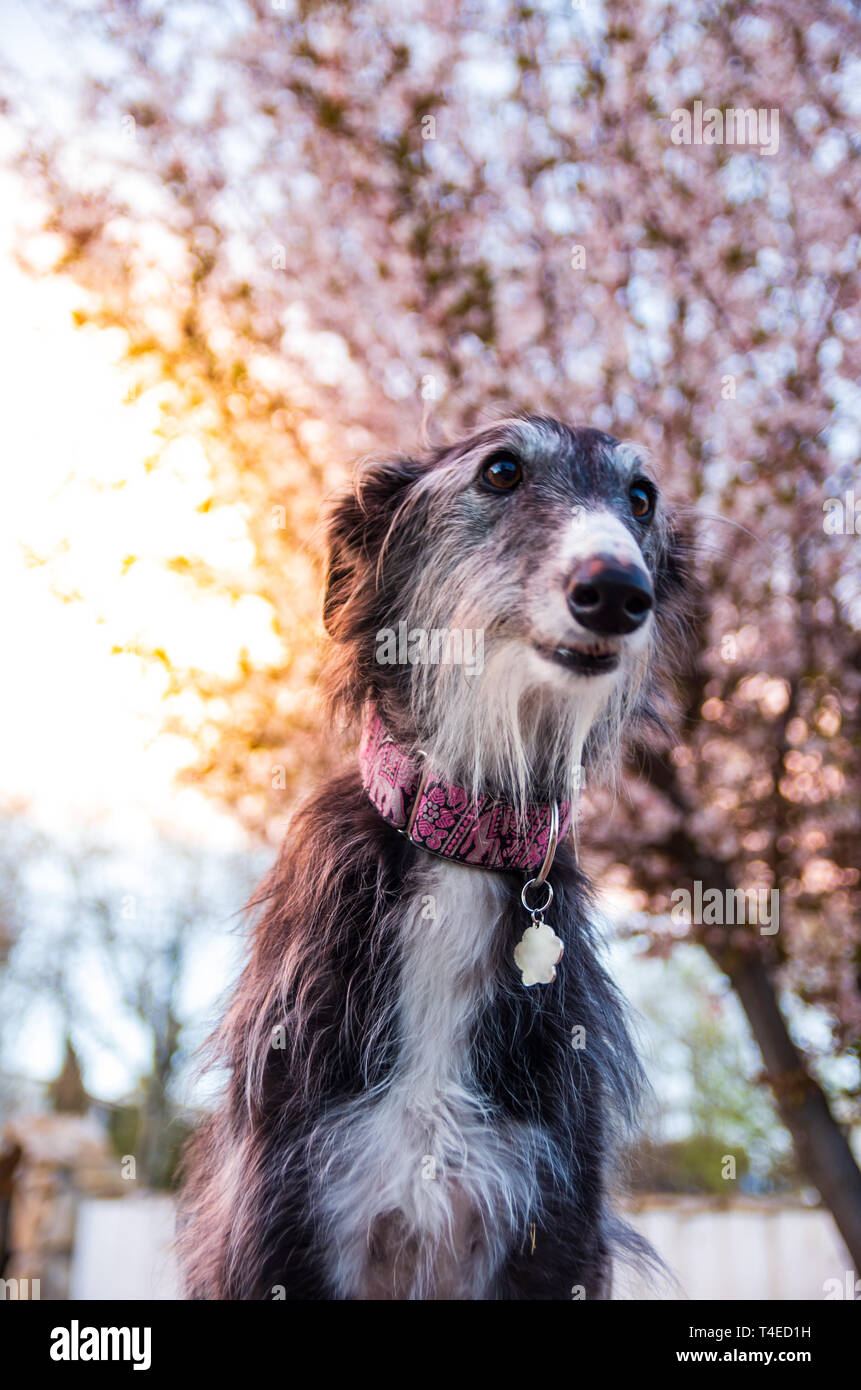 Greyhound with plum blossom on background with sun flare at sunset in ...