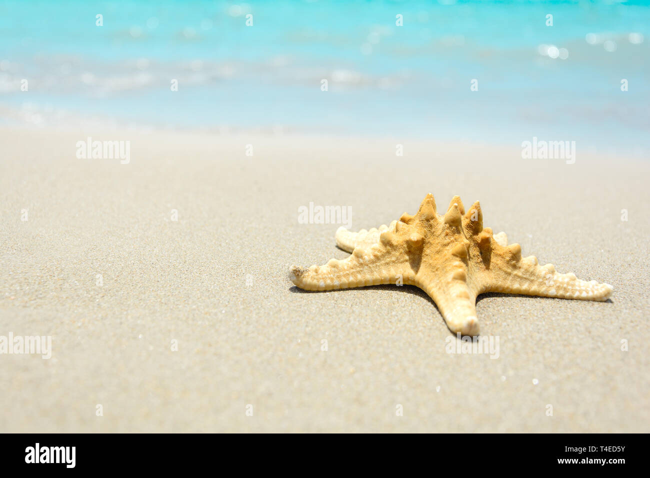 Dry starfish on sandy beach. Tropical background. Travel and relax ...
