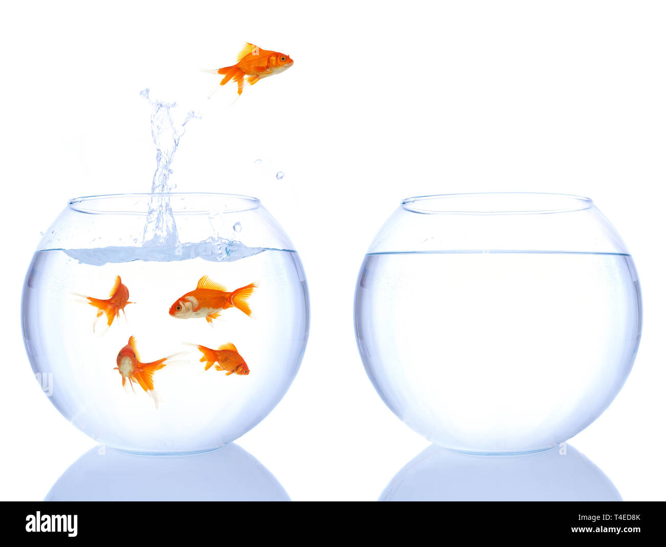 goldfishes jumping from one fish bowl to another Stock Photo - Alamy