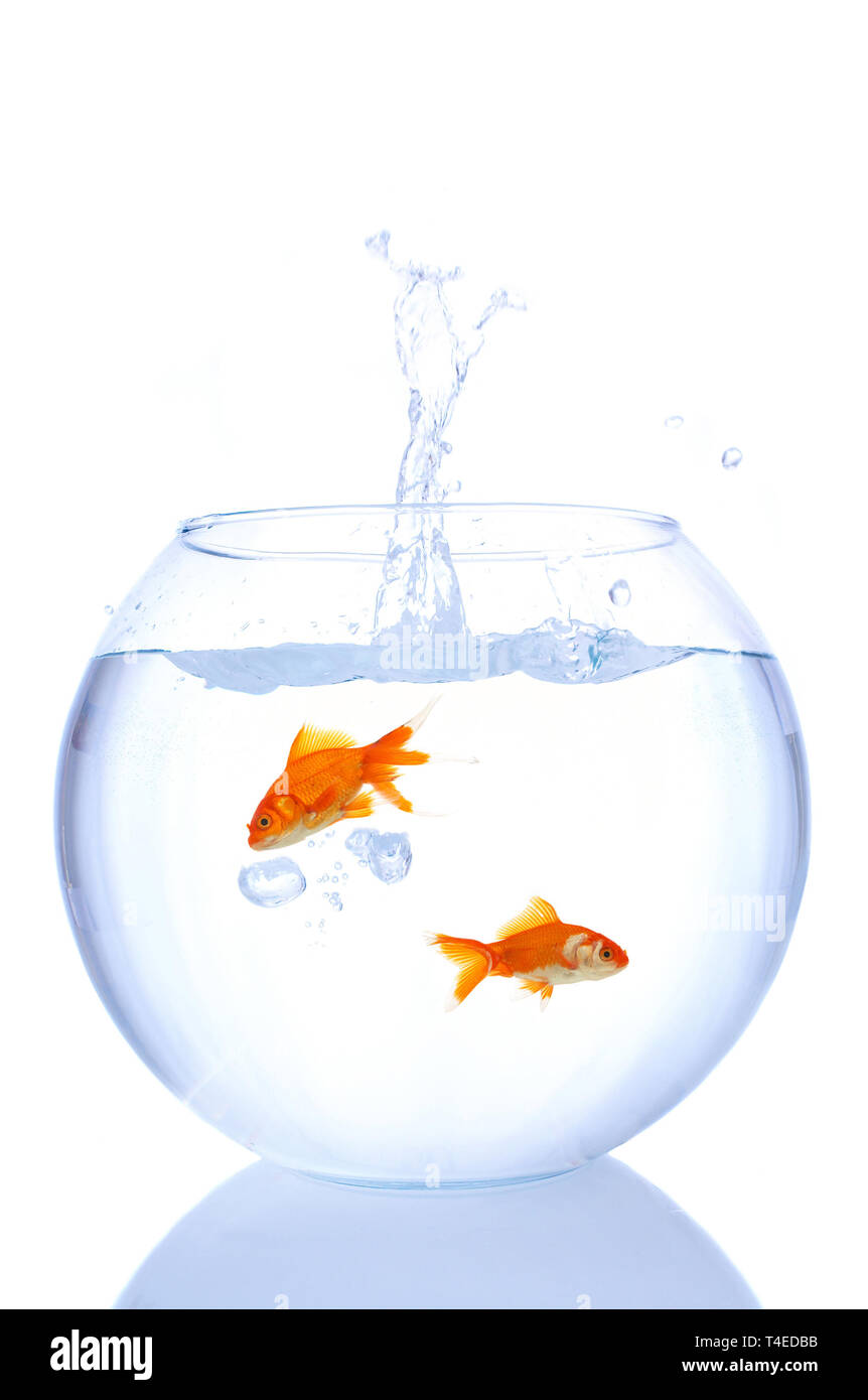 Gold fish jumping out of fish bowl hi-res stock photography and images ...