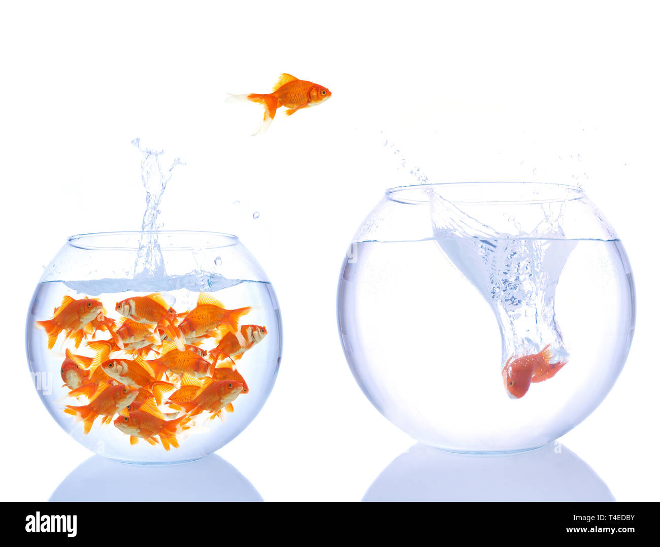 Fish jumping into small bowl hi-res stock photography and images - Alamy