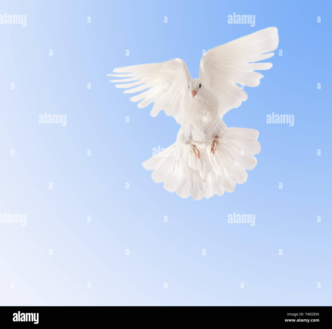White pigeon flying hi-res stock photography and images - Alamy