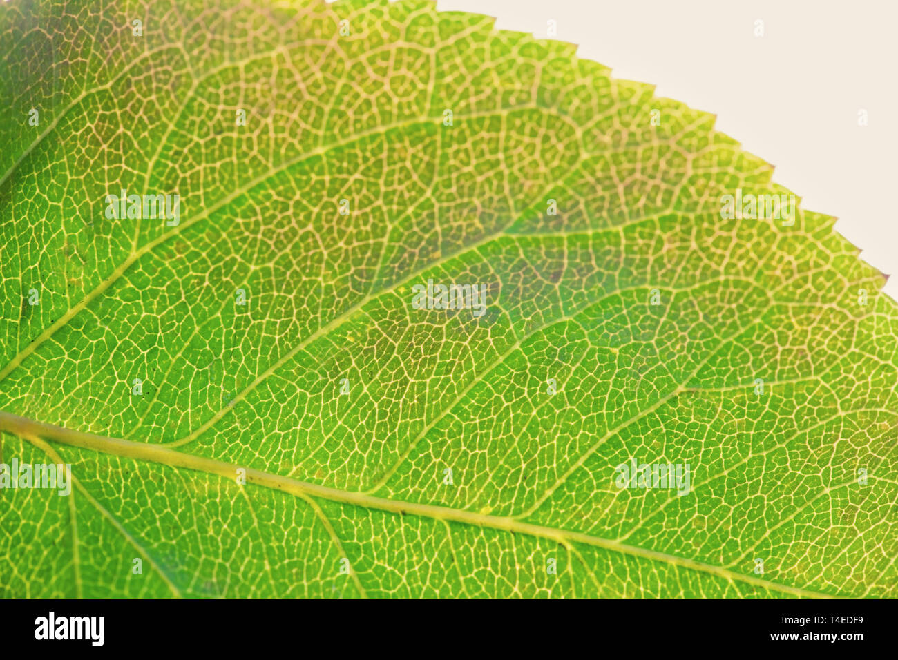 plant leaf background close up, shallow dof Stock Photo - Alamy