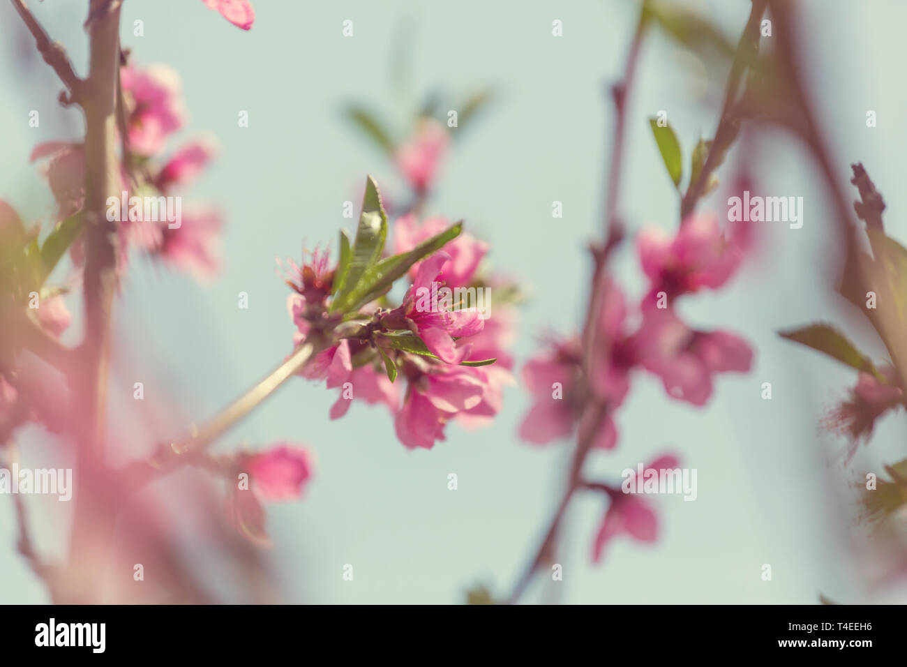 Blossoming tree in spring garden. Beautiful spring natural background ...