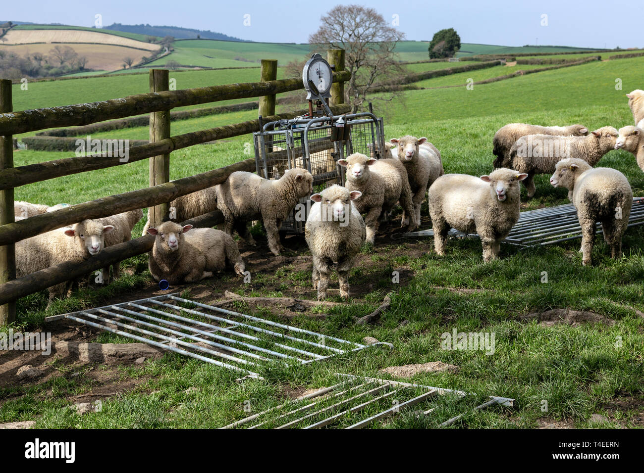Lambs in Devon, Agricultural Field, Agriculture, Animal, England ...