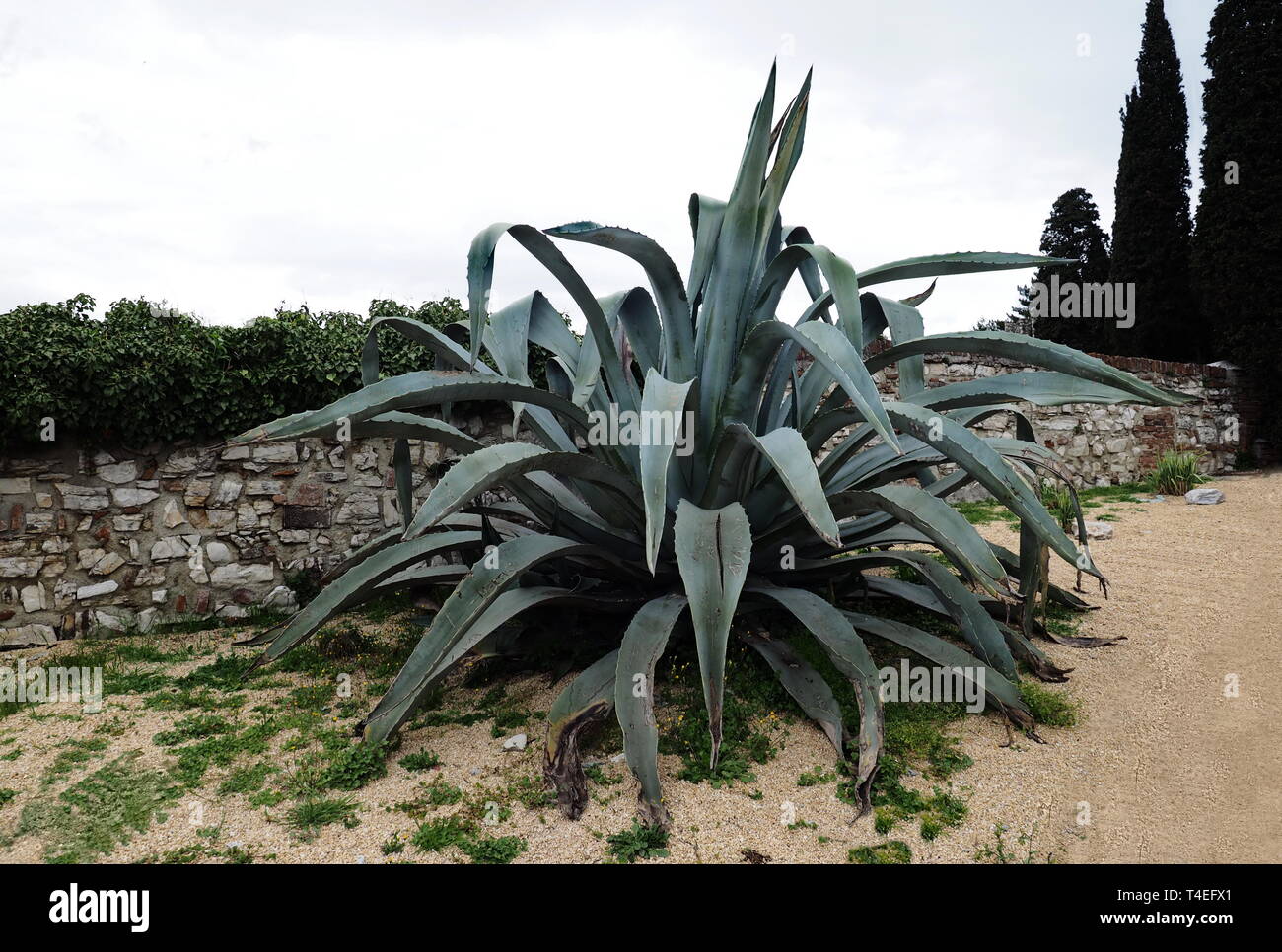 Cactus flower isolated and zoom Stock Photo - Alamy