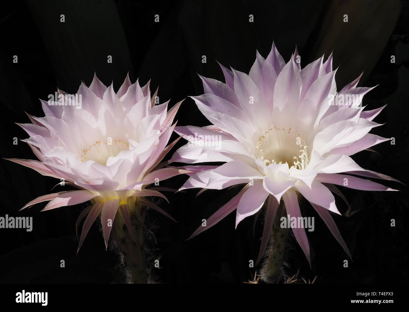 Cactus flower isolated and zoom Stock Photo - Alamy