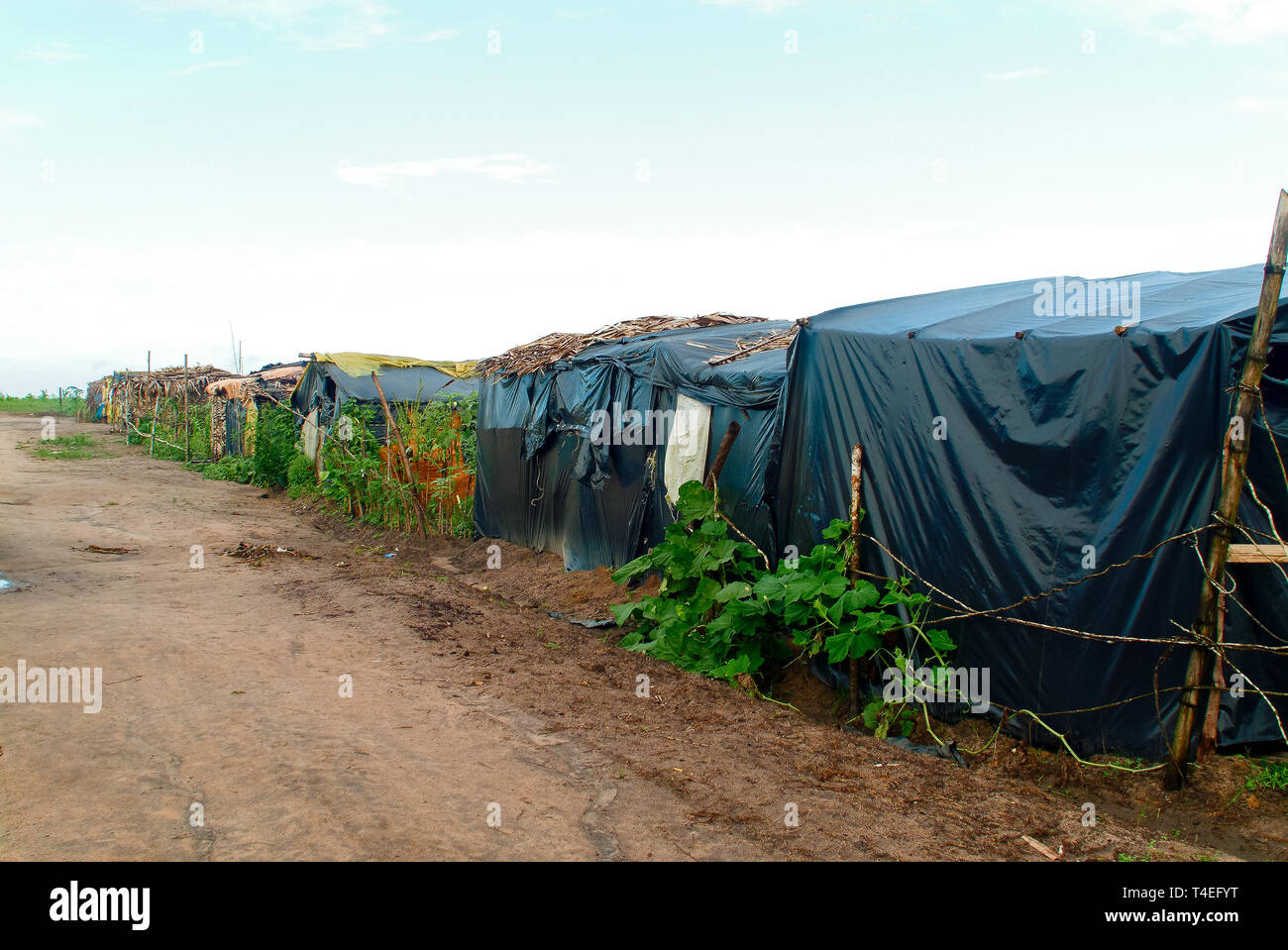 Landless workers’ movement hi-res stock photography and images - Alamy