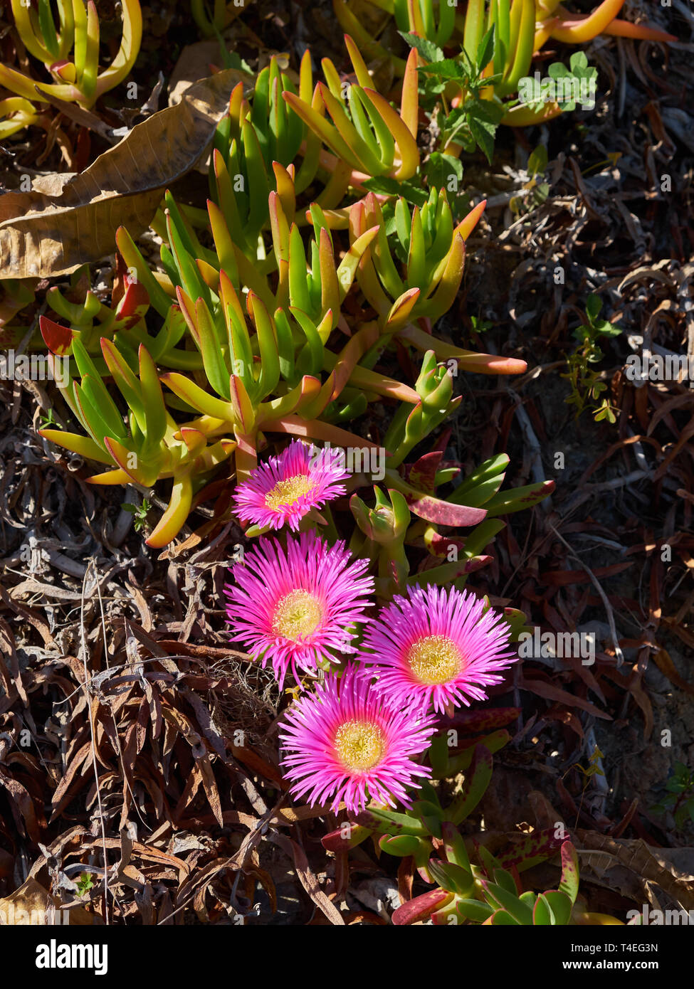 Carpobrotus succulent plant pink flowers hi-res stock photography and ...