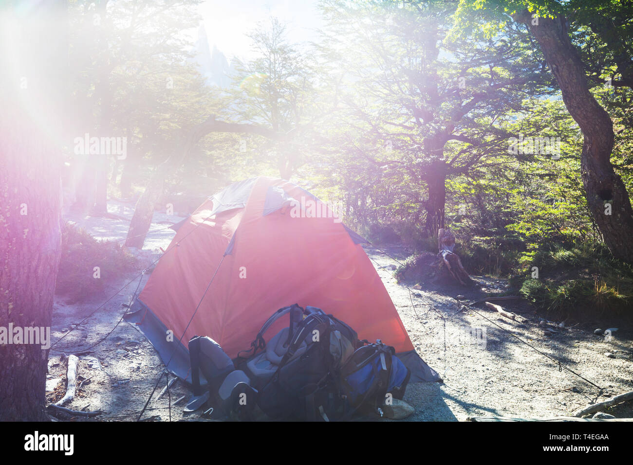 Modern tourist tent hanging between trees in green forest Stock Photo ...
