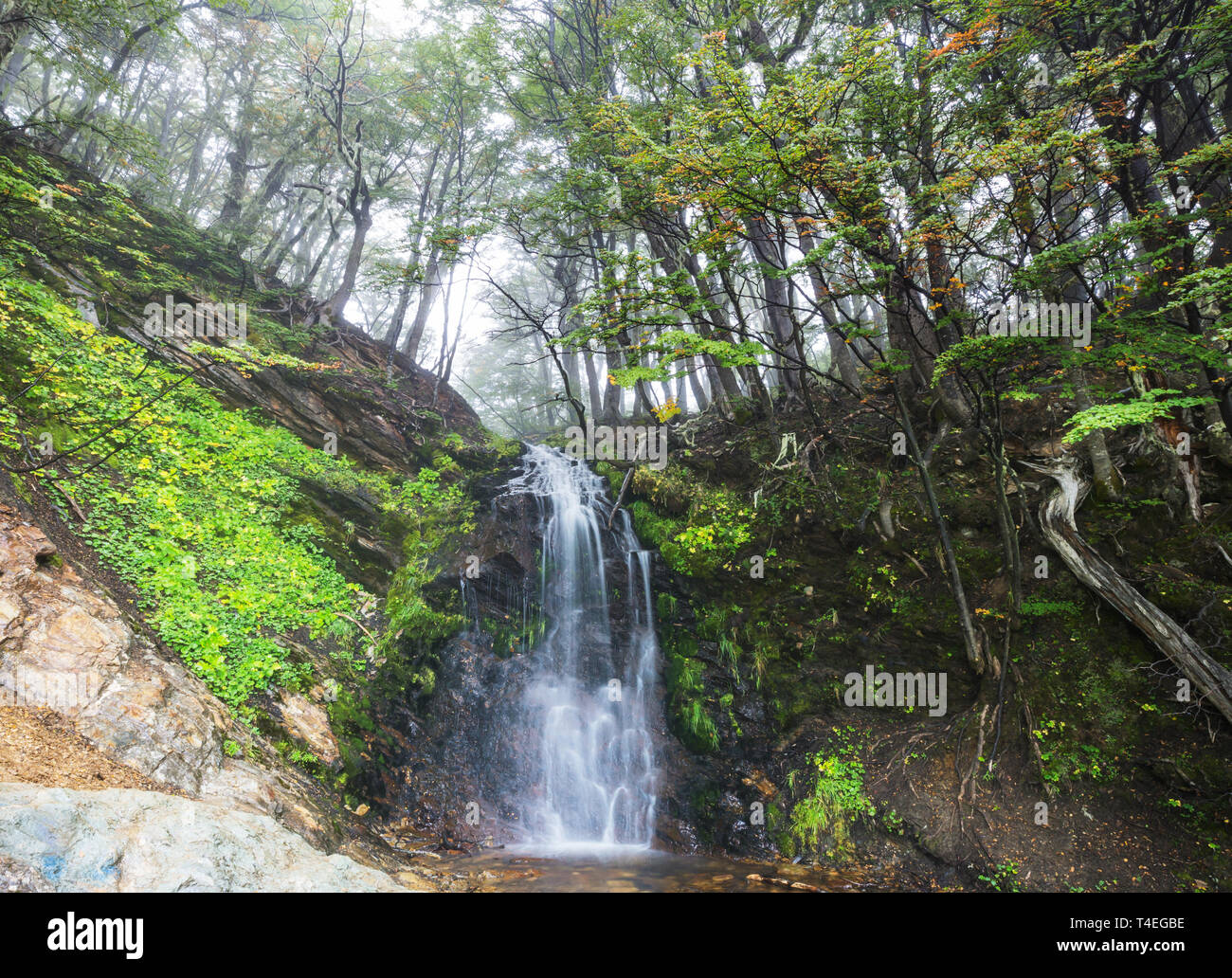 Beautiful misty forest hi-res stock photography and images - Alamy