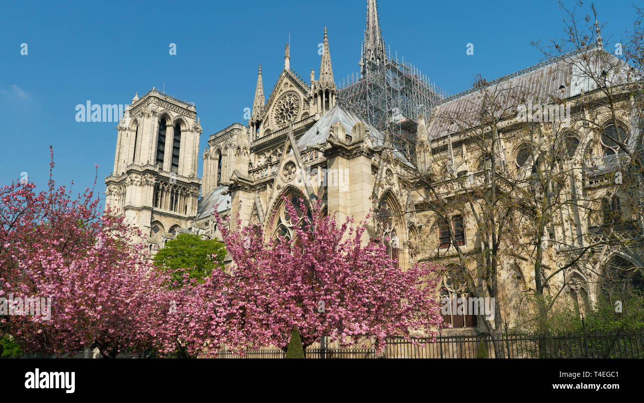 Notre Dame Cathedral surrounded by flowering trees Stock Photo - Alamy