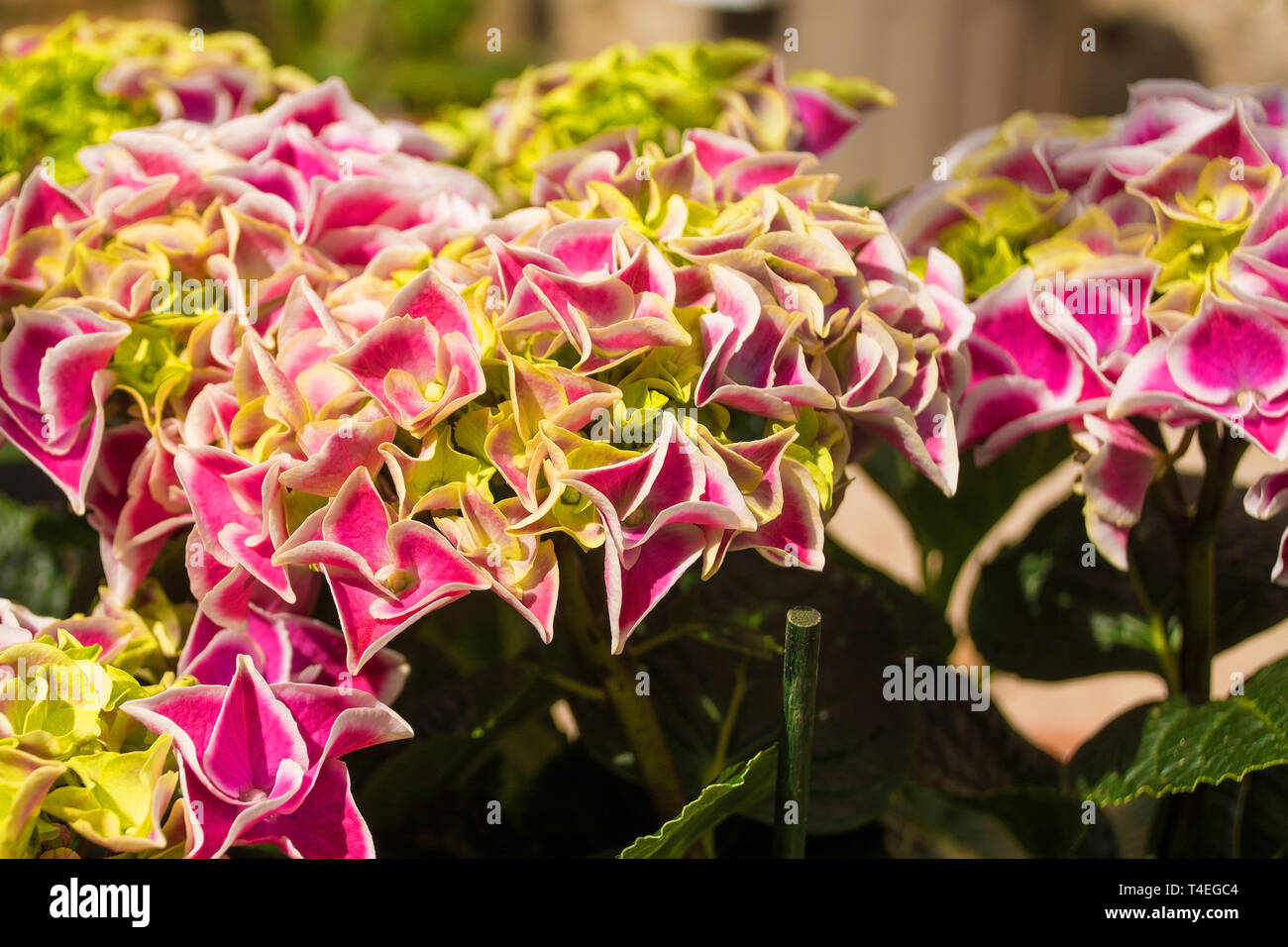 Pink harlequin hydrangea flowers growing in north east Italy Stock ...