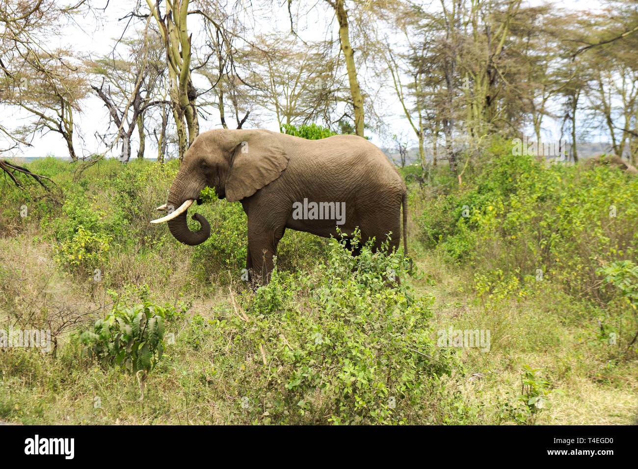 Animals in Africa Stock Photo - Alamy