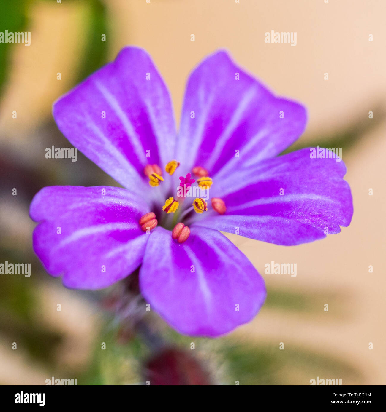 A macro shot of the pretty pink bloom of a herb robert plant Stock ...