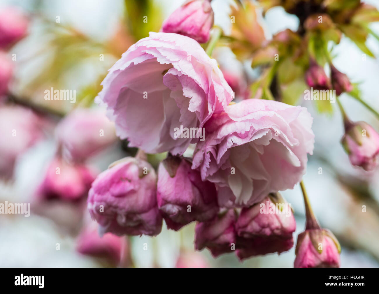 Closeup pink cherry blossom hi-res stock photography and images - Alamy