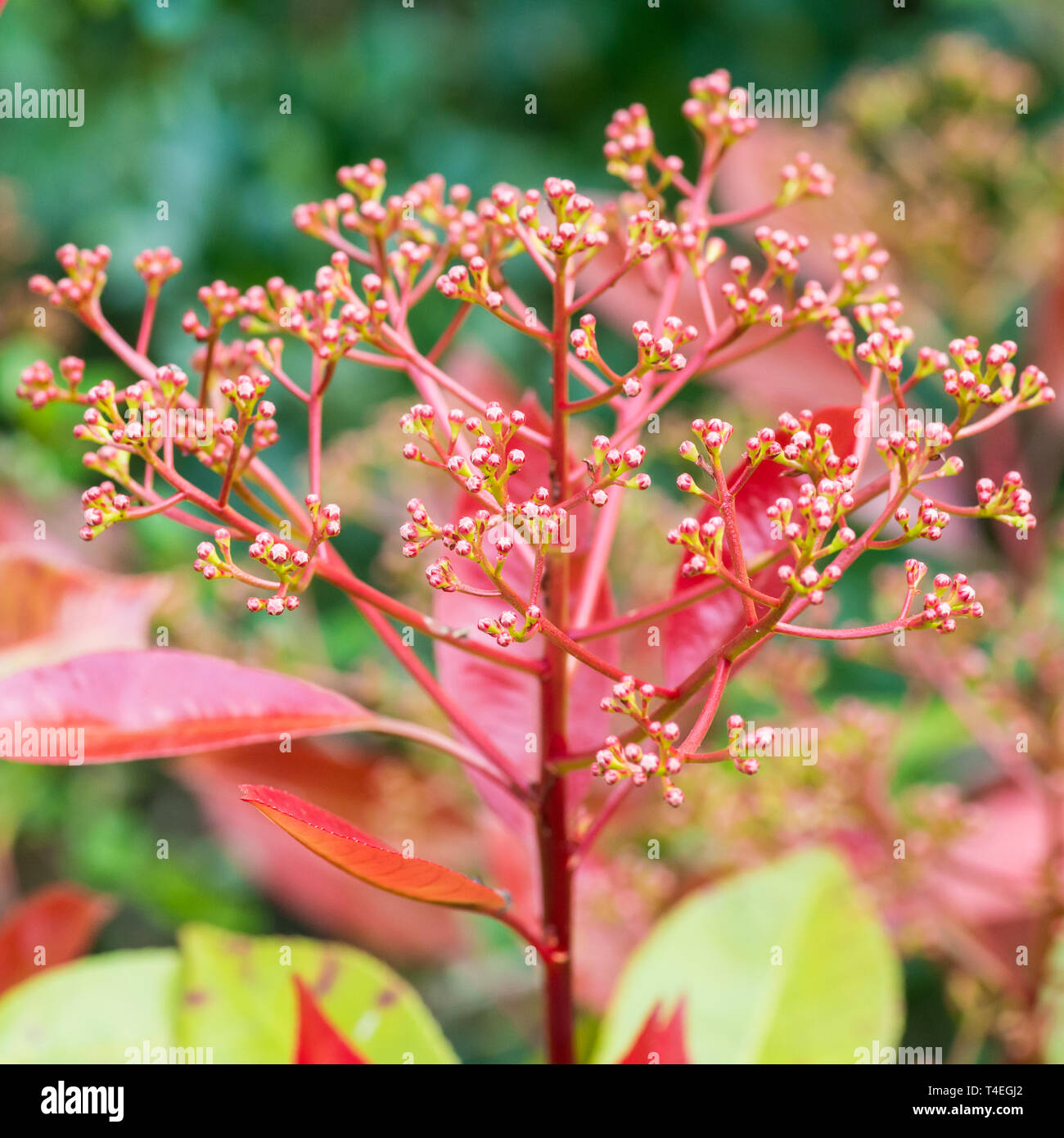 A macro shot of the flower buds of a red robin bush Stock Photo - Alamy