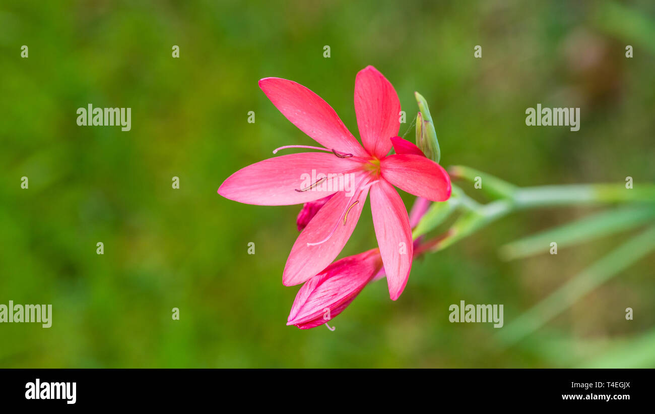 Pink river hi-res stock photography and images - Alamy