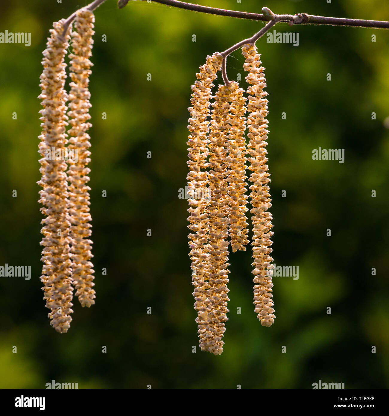 Twisted hazel tree hi-res stock photography and images - Alamy