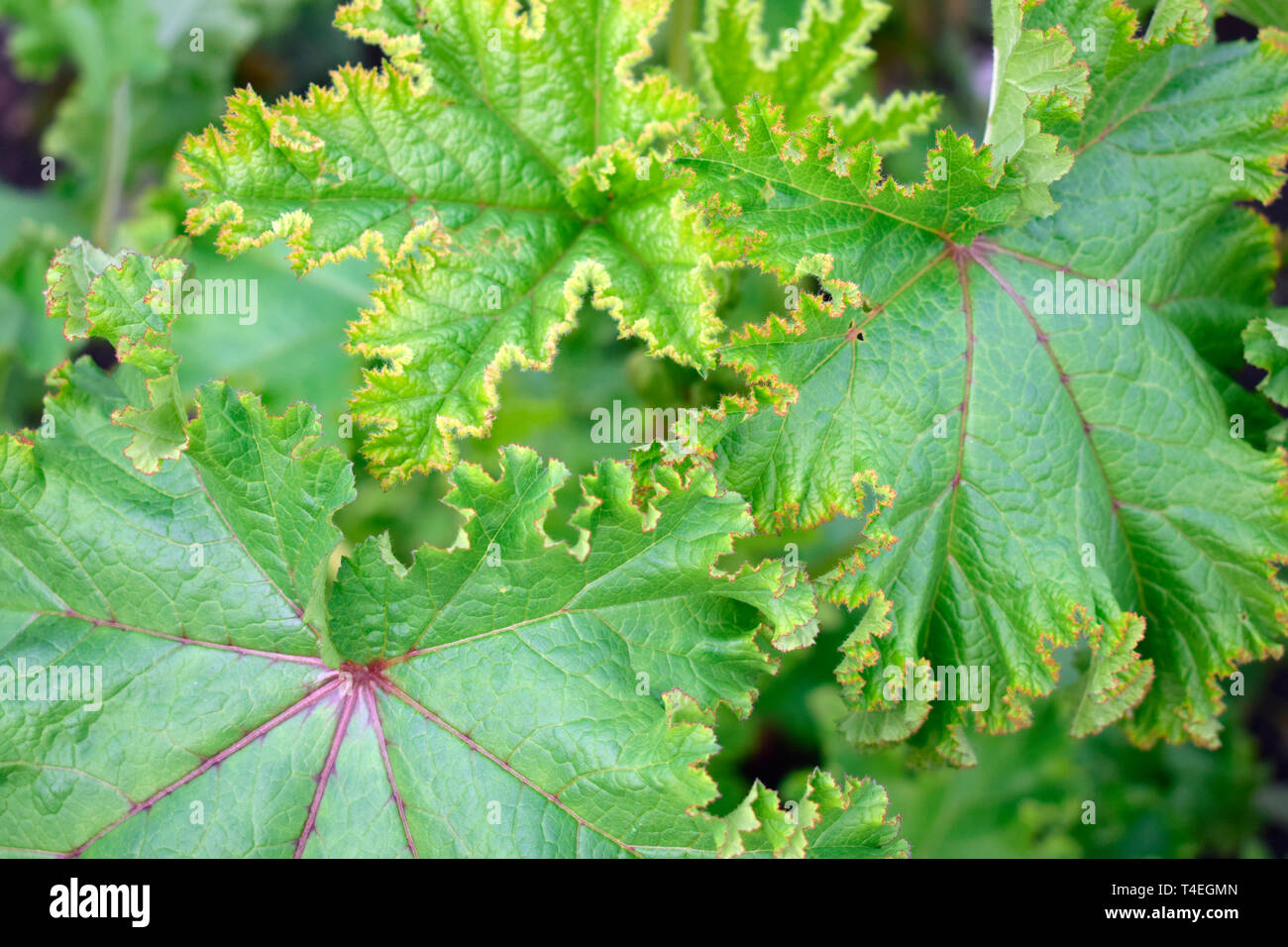 Mallow leafy hi-res stock photography and images - Alamy