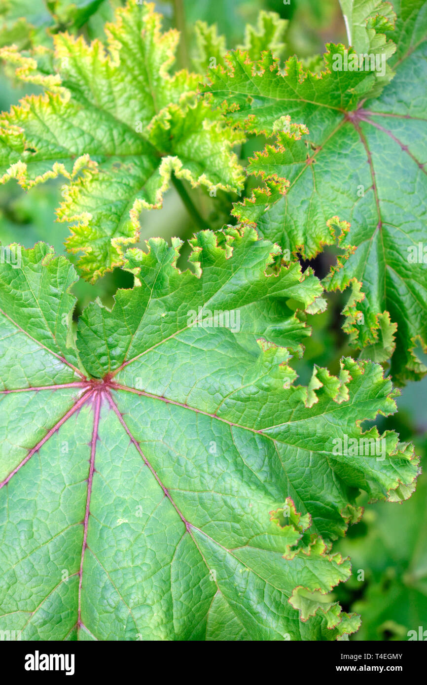 Mallow leafy hi-res stock photography and images - Alamy