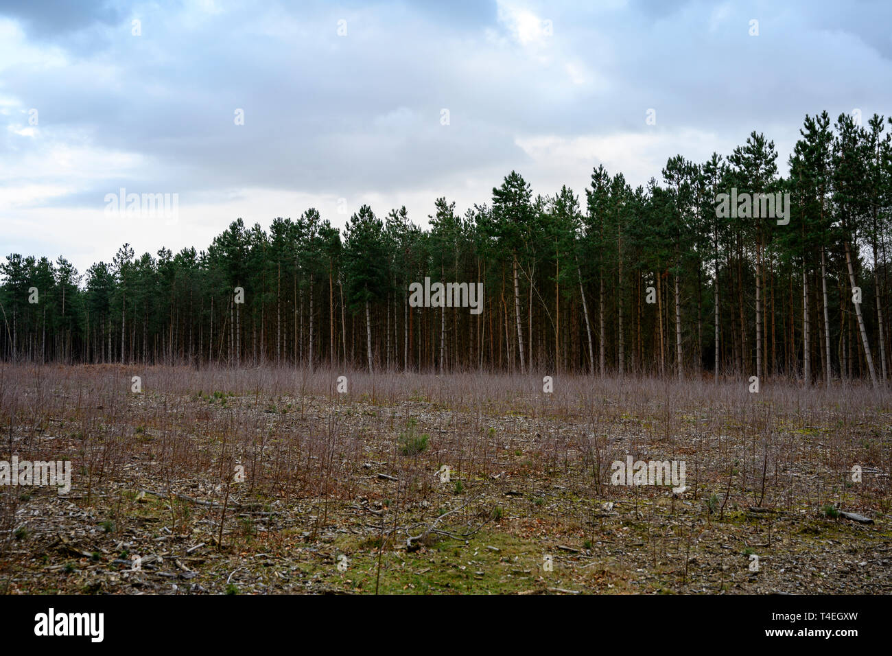British woods 1980s hi-res stock photography and images - Alamy