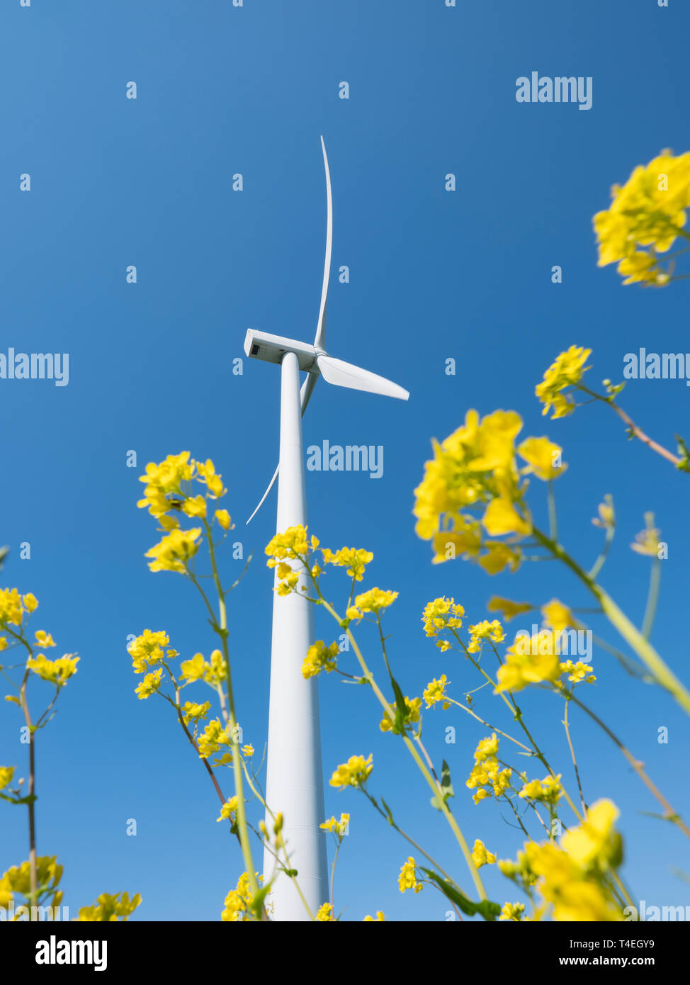 Wind through flowers hi-res stock photography and images - Alamy