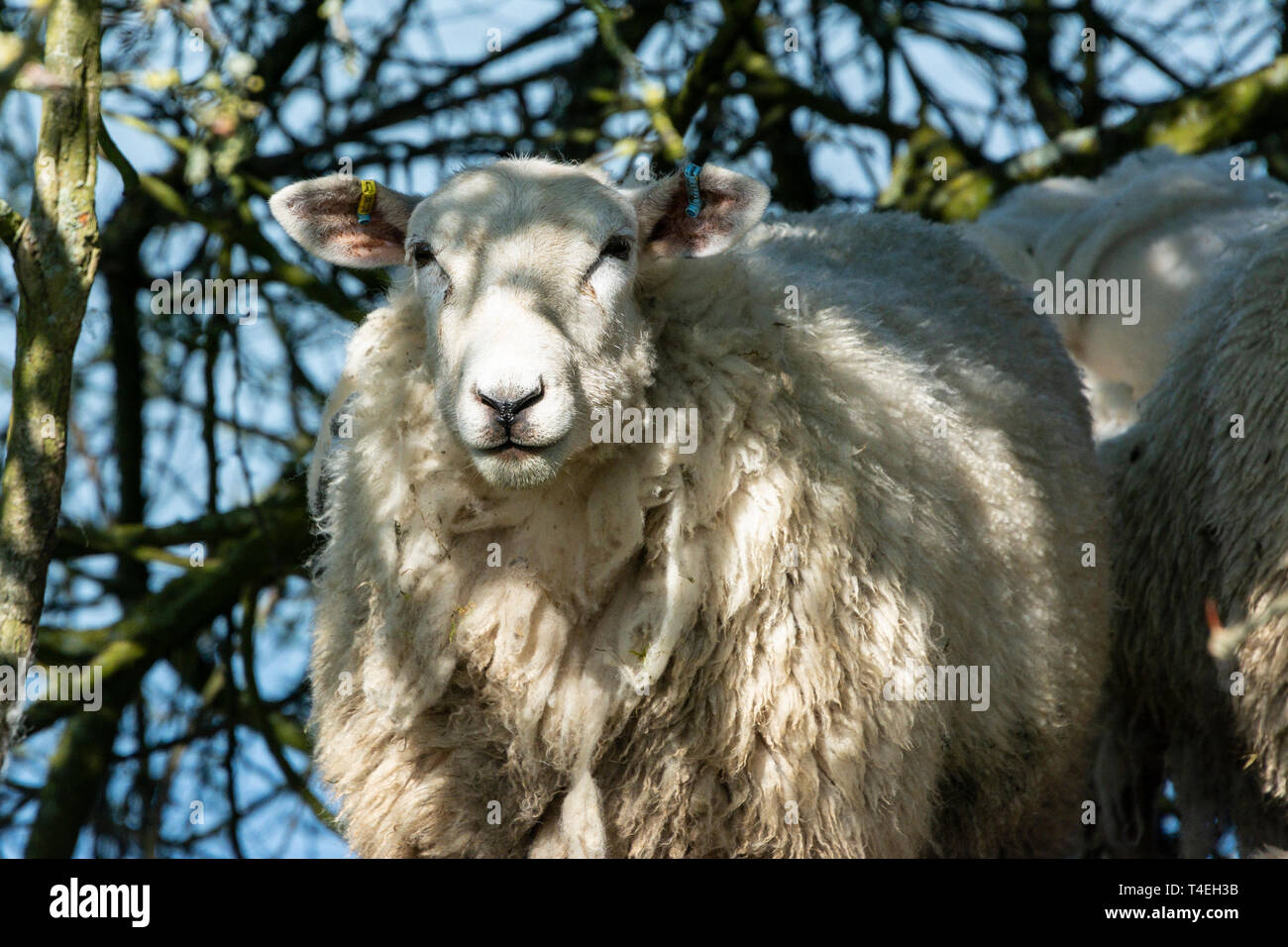 A sheep (Ovis aries Stock Photo - Alamy