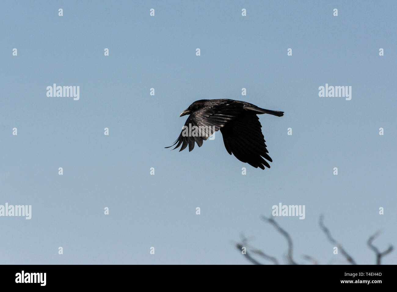 Carrion crow uk flapping hi-res stock photography and images - Alamy