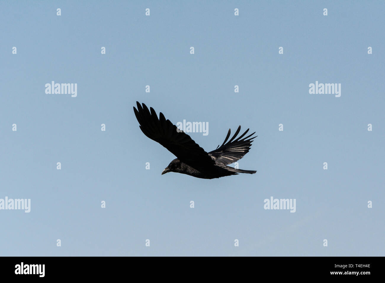 Carrion crow uk flapping hi-res stock photography and images - Alamy