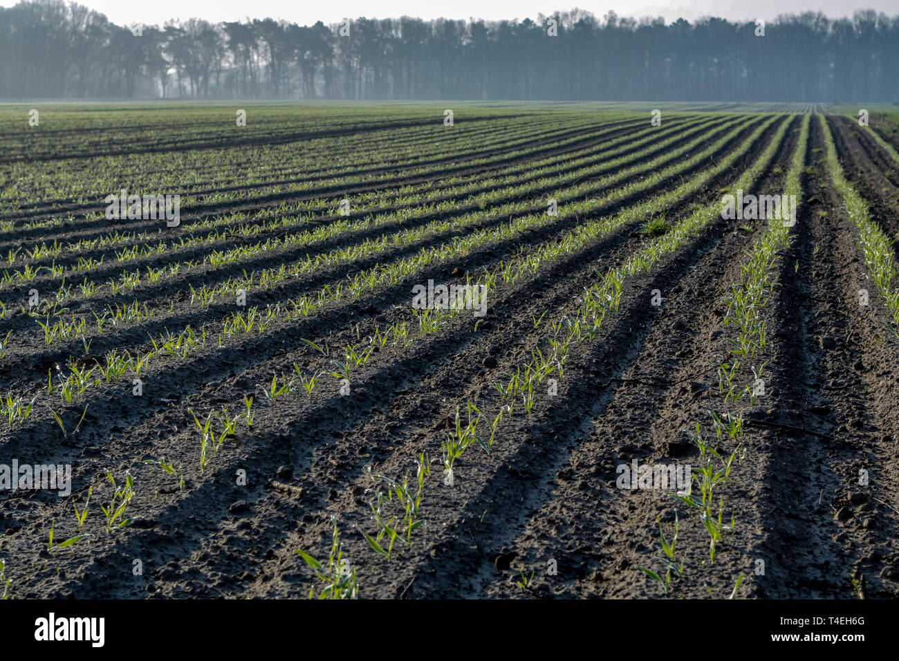 Morning spring landscape with newly plowed field with young corn ...