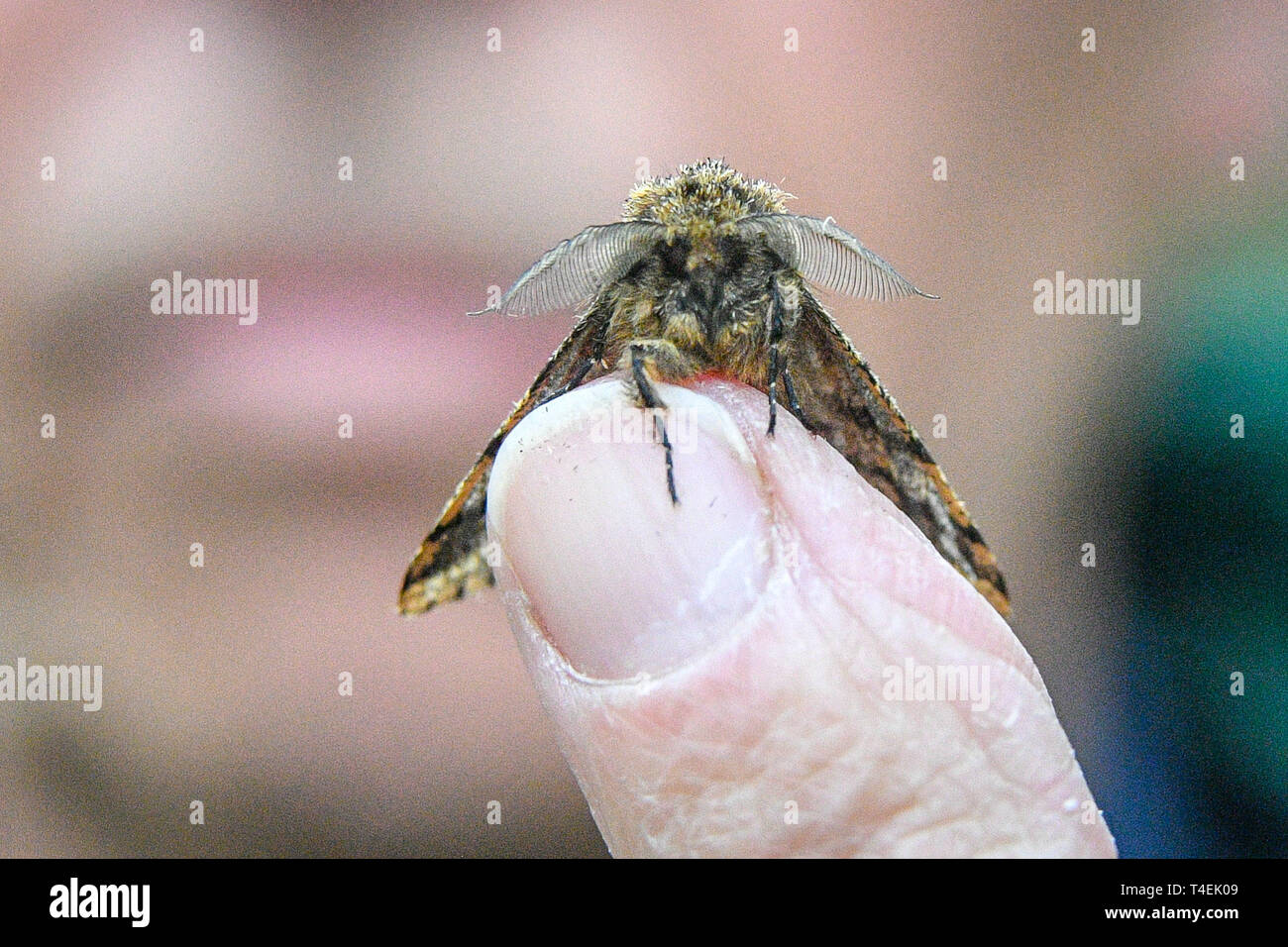 A male brindled beauty moth is inspected at Westonbirt, The National ...