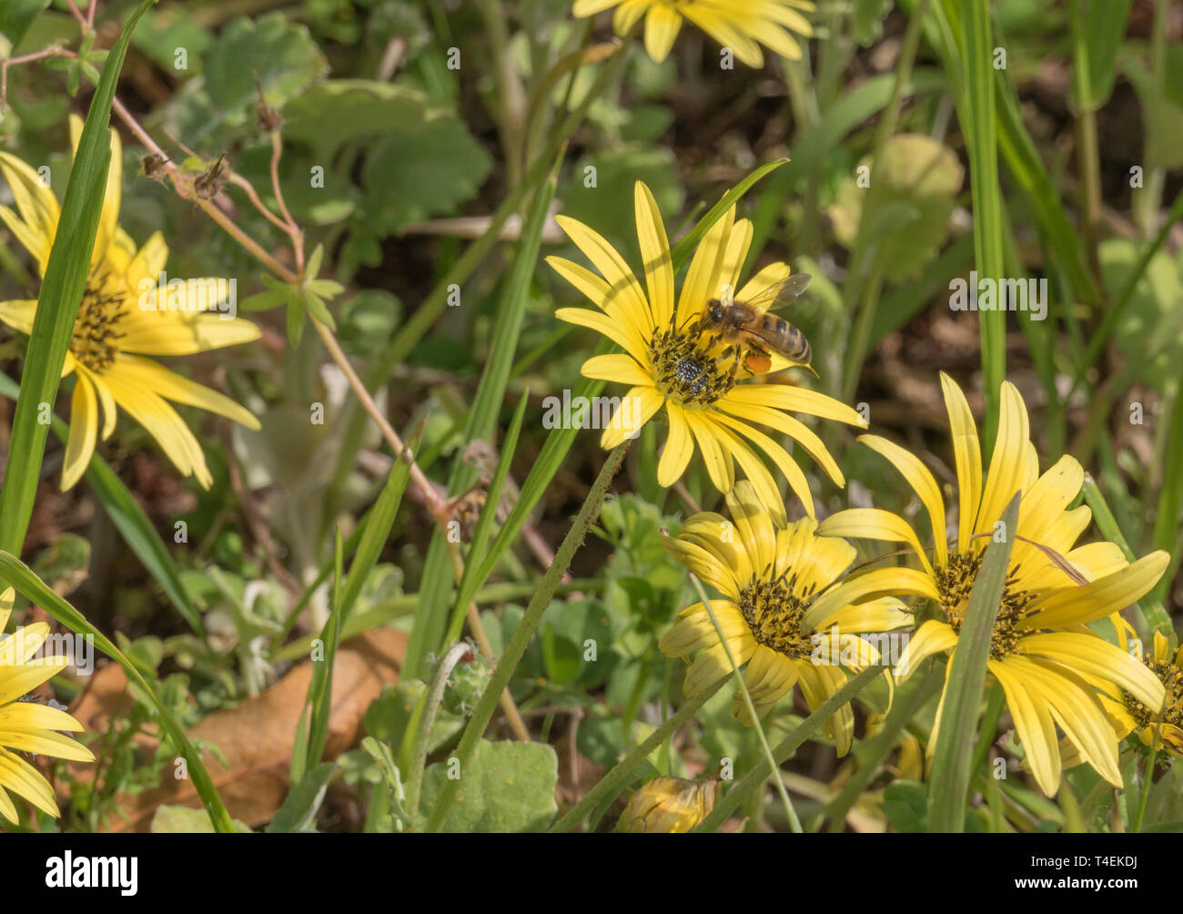 Pollen from yellow hi-res stock photography and images - Alamy