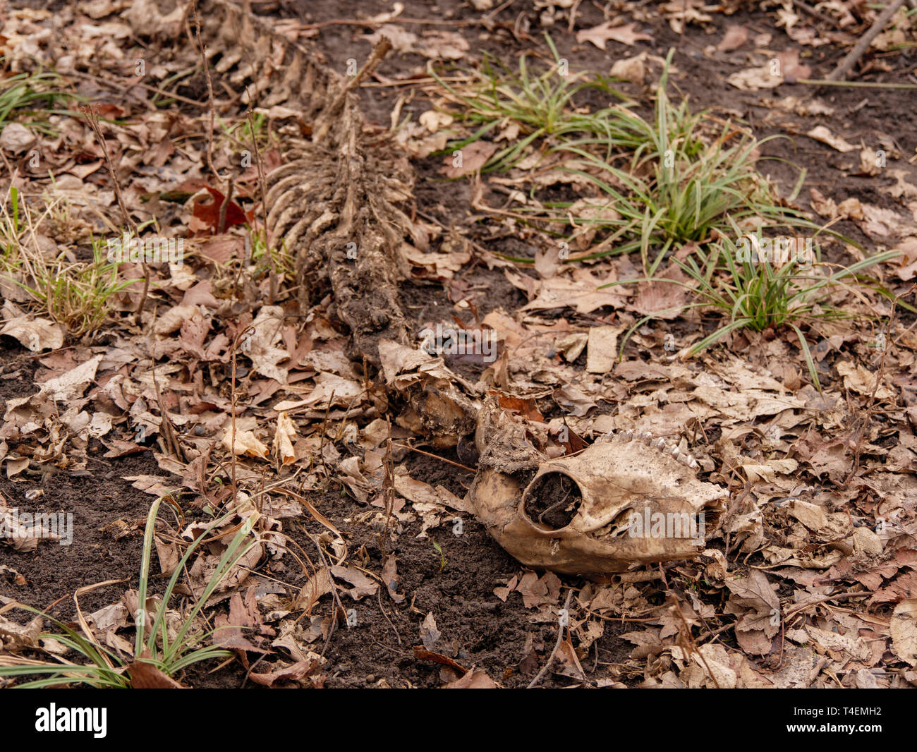 Skull and spine of white-tailed deer (Odocoileus virginianus). Thatcher ...