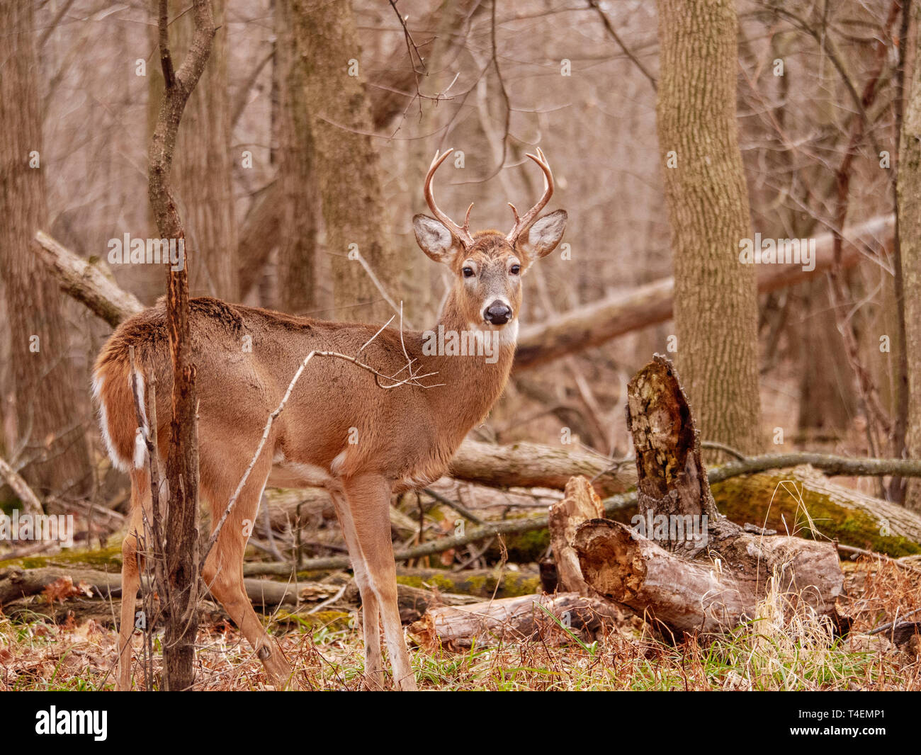 Young adult white-tailed deer buck (Odocoileus virginianus). Thatcher ...