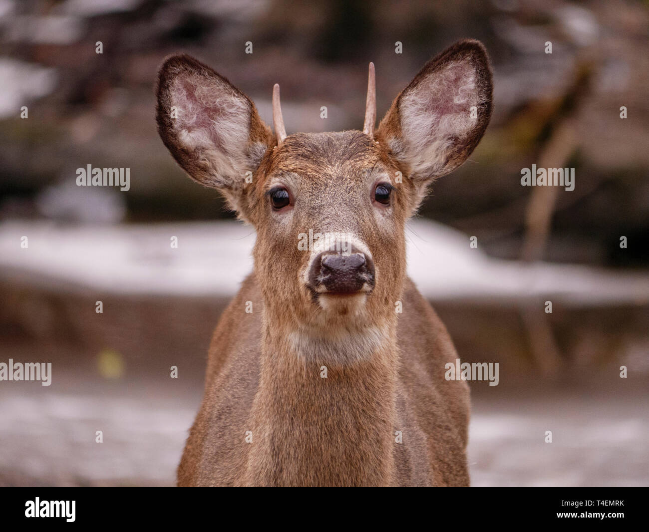 Animals spike hi-res stock photography and images - Alamy