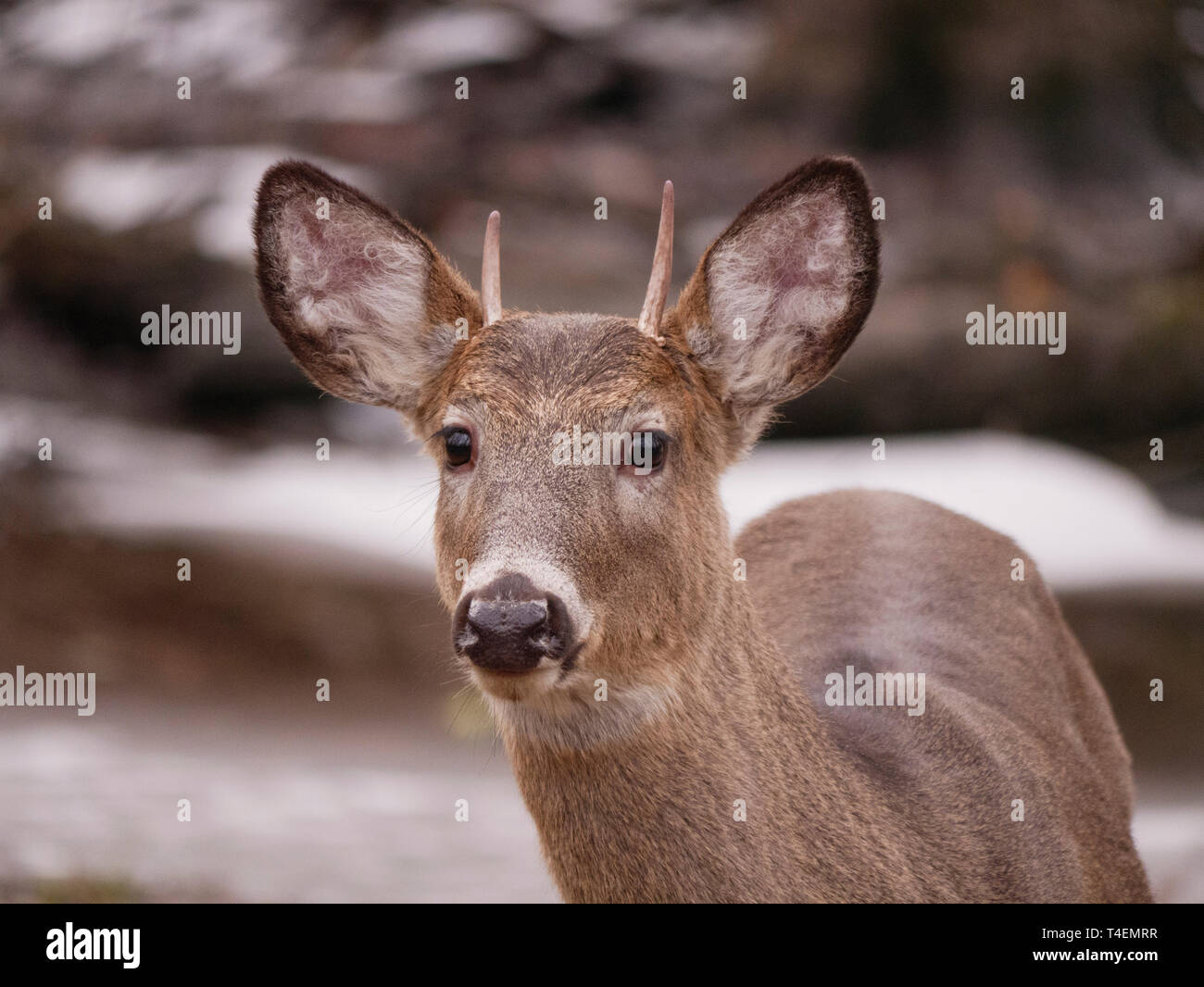 Spike buck deer hi-res stock photography and images - Alamy