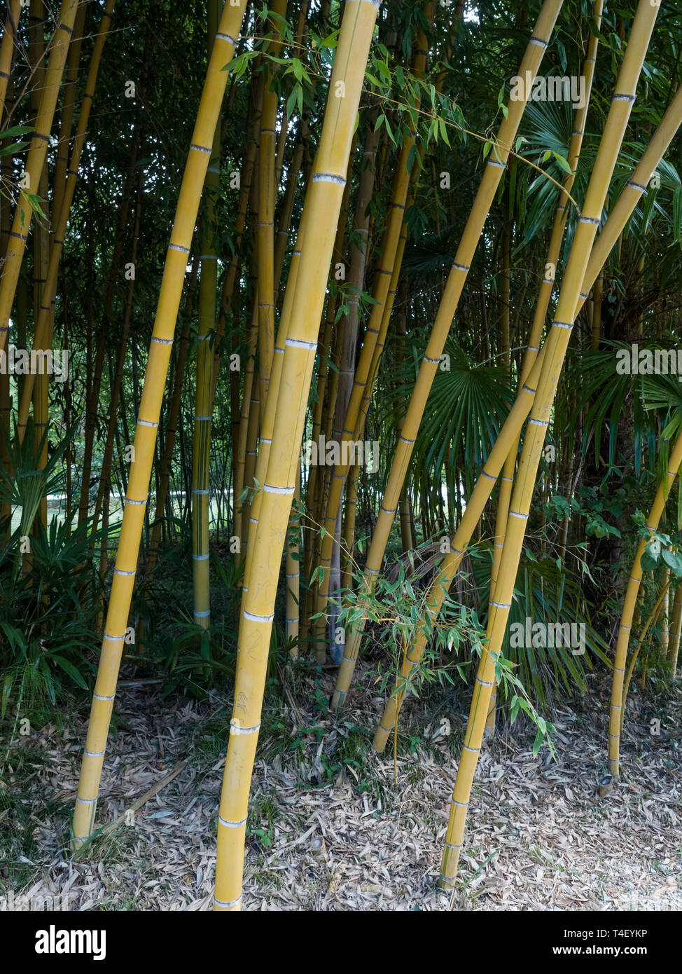 Thick bamboo stalks hi-res stock photography and images - Alamy