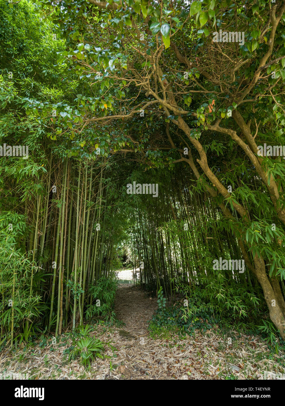 High thickets of bamboo. Thick bamboo stalks with leaves Stock Photo ...